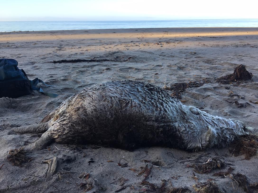 Report Strandings – BeachCOMBERS