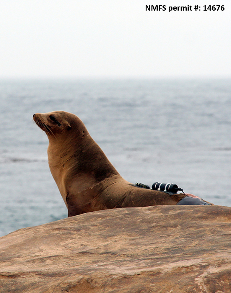 Diving physiology and energetics of the California sea lion ...