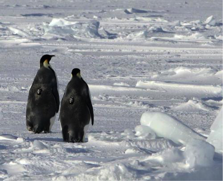 Emperor penguin post-molt foraging behavior – Vertebrate Ecology Lab