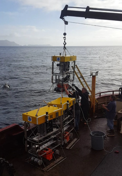 A student at sea… – Vertebrate Ecology Lab