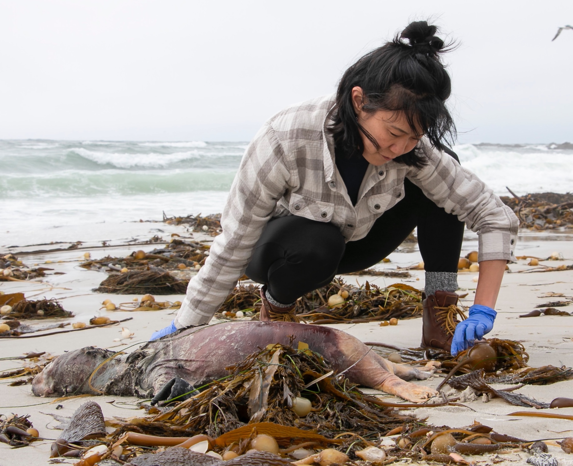 Stranding Network – Vertebrate Ecology Lab