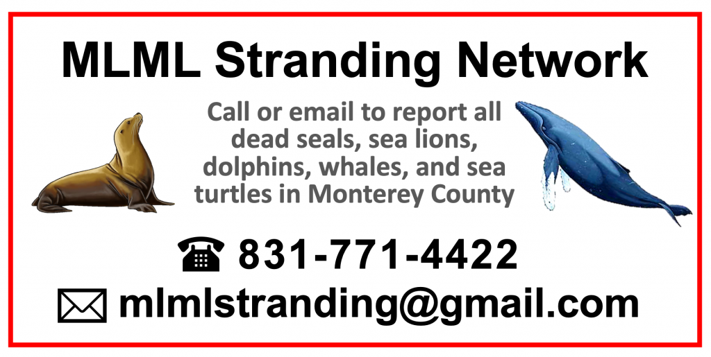 Stranding Network – Vertebrate Ecology Lab