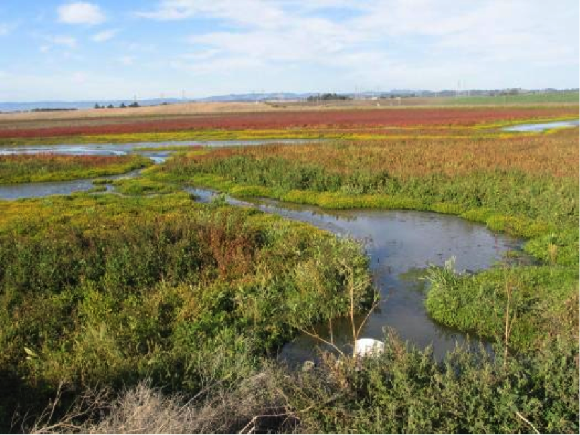 Habitat Restoration – Central Coast Wetlands Group