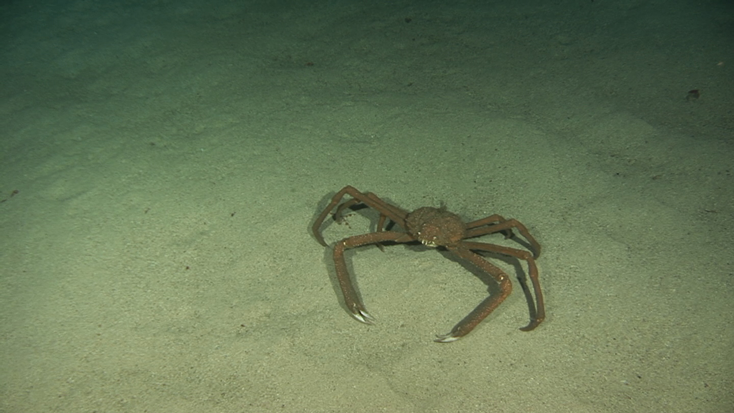 Submersible Surveys – Fisheries and Conservation Biology Lab