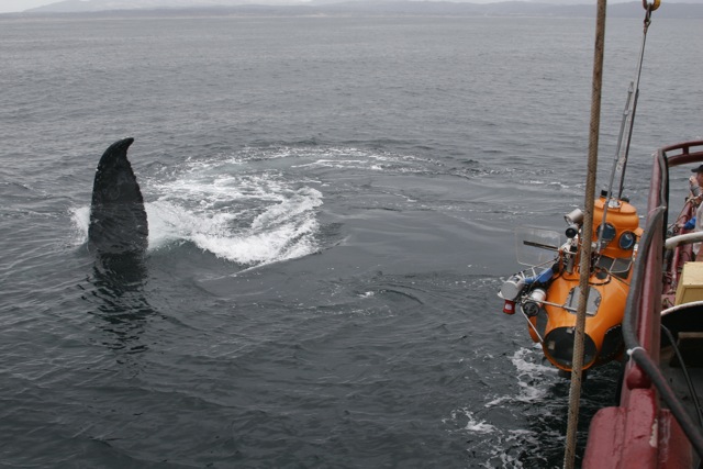 Delta Submersible Surveys of Marine Protected Areas – Fisheries and ...