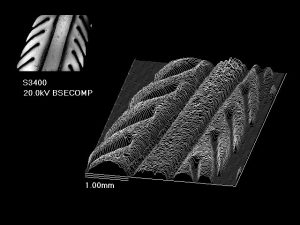 What to think about when stung by a stingray – Geological Oceanography Lab