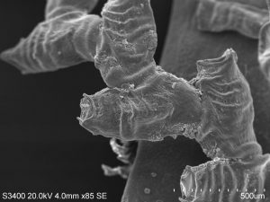 Hydroid – Geological Oceanography Lab