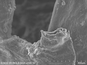 Hydroid – Geological Oceanography Lab