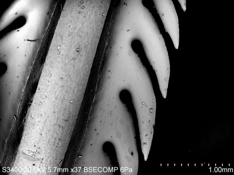 What to think about when stung by a stingray – Geological Oceanography Lab