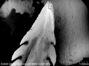 What to think about when stung by a stingray – Geological Oceanography Lab