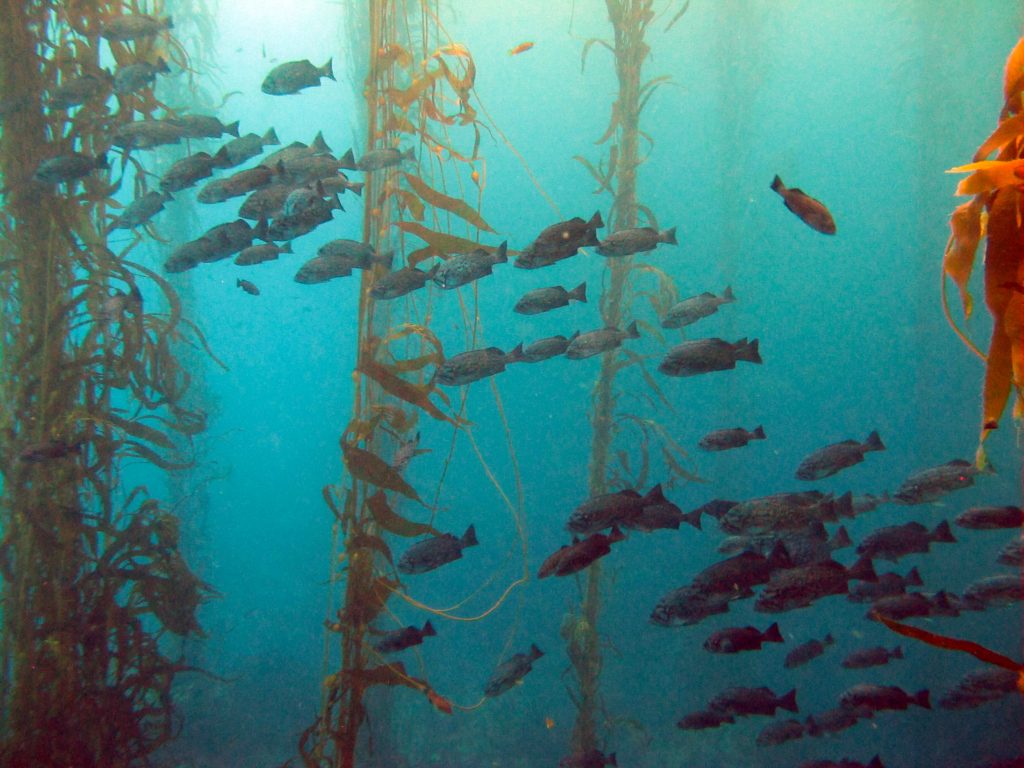 Ichthyology – From Greek: ikthus, "fish" and logos, "knowledge"