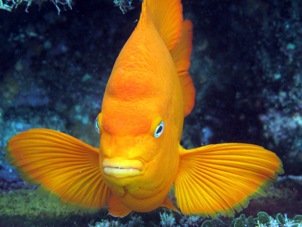 Ichthyology – From Greek: ikthus, "fish" and logos, "knowledge"