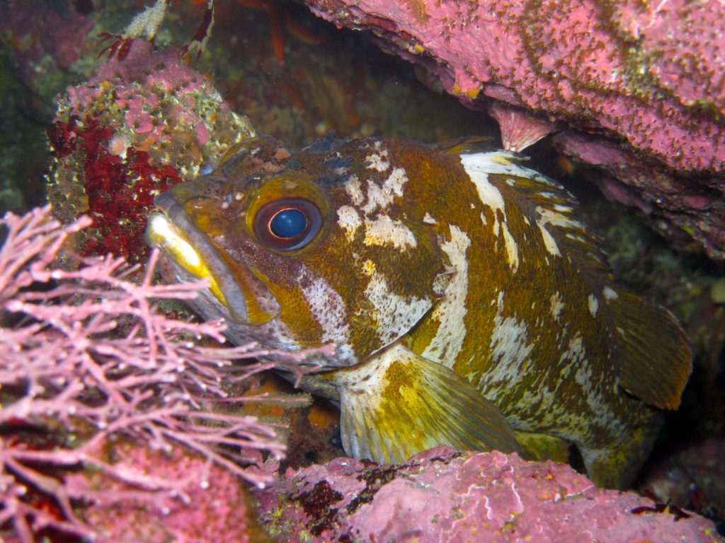 Ichthyology – From Greek: ikthus, "fish" and logos, "knowledge"