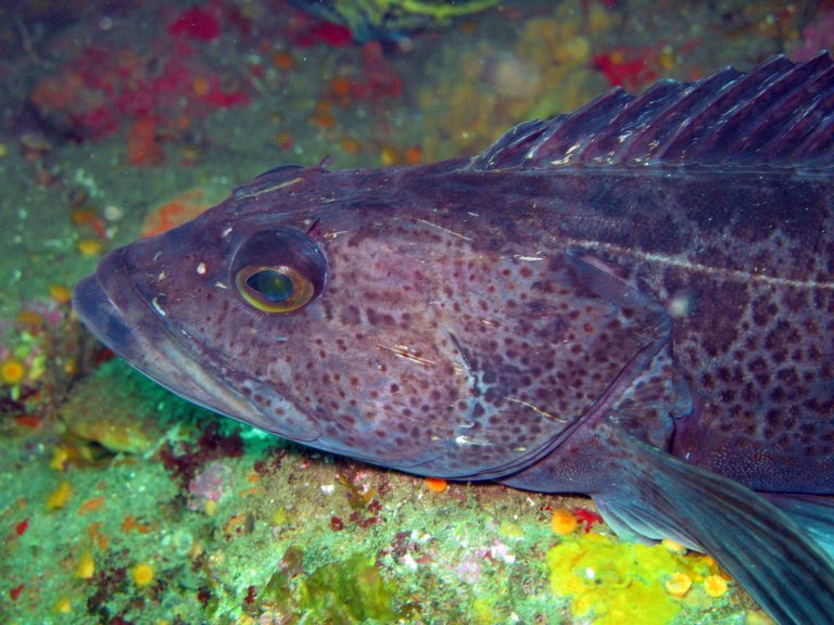 Ichthyology – From Greek: ikthus, "fish" and logos, "knowledge"