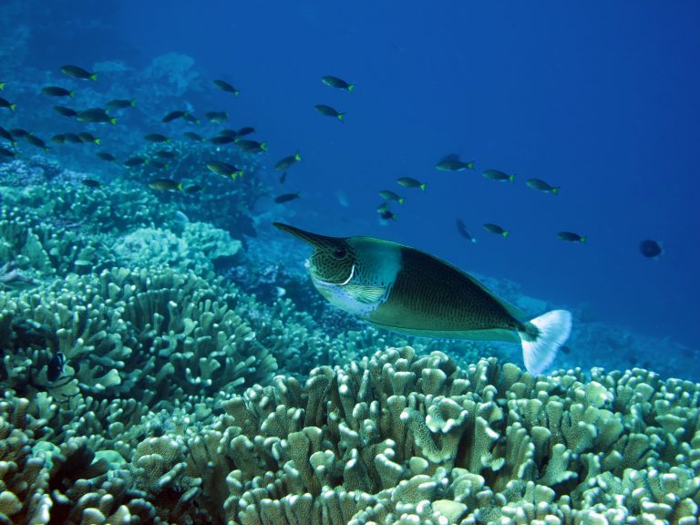 Ichthyology – From Greek: ikthus, "fish" and logos, "knowledge"