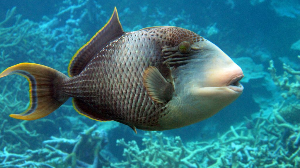 Ichthyology – From Greek: ikthus, "fish" and logos, "knowledge"