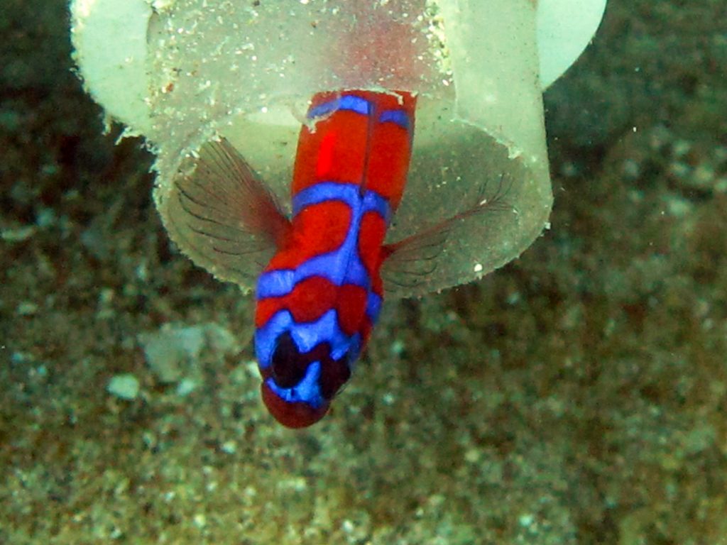 Effects of Fishing on Sex-Changing Fishes – Ichthyology