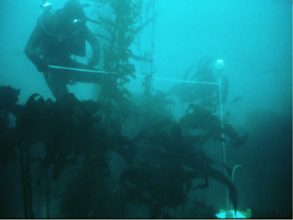Scientific Diving at MLML: The early years – Moss Landing Marine ...