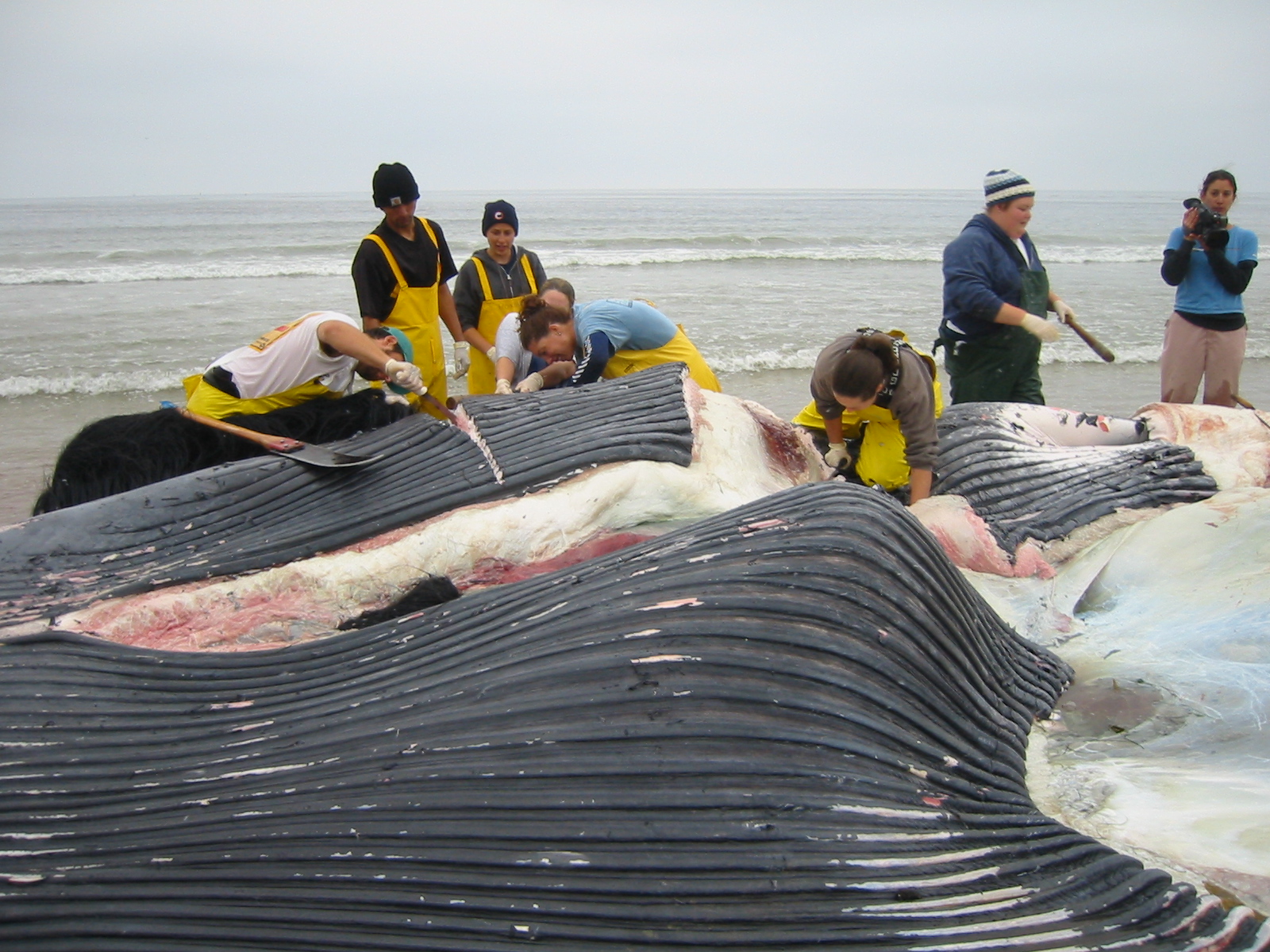 MLML: A Career (and life) Stepping Stone – Moss Landing Marine Laboratories