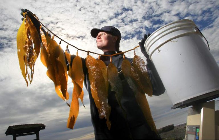 KELPRR: Guiding kelp restoration actions in Northern California through ...